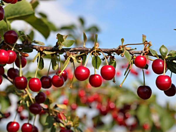 Good Fortune Fruit: Lucky Picks for Lunar New Year - The FruitGuys