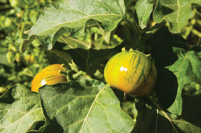 History of the Tomato | The FruitGuys