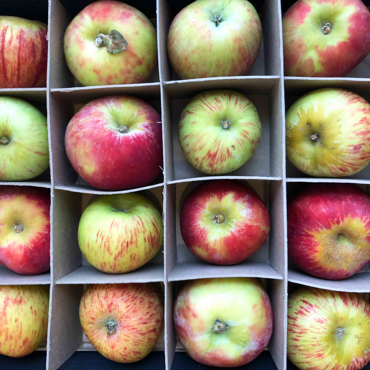 The Annual Gravenstein Apple Box | The FruitGuys