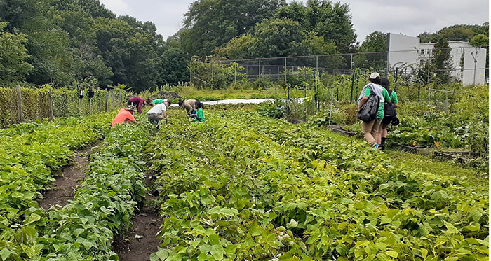 Are Small Farms Important? 6 Reasons to Support Them - The FruitGuys