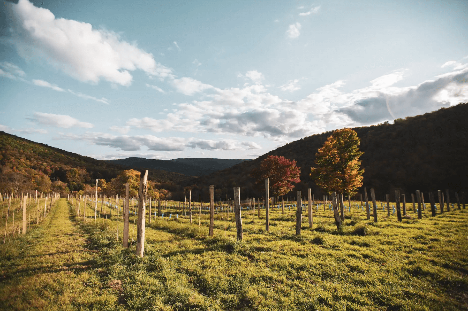 Wait, When Is Grape Season? Your California Update - The FruitGuys