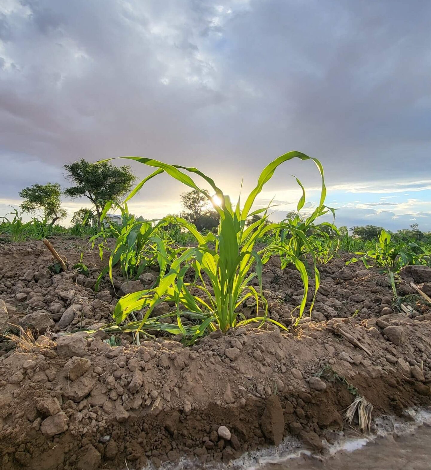 The FruitGuys Community Fund 2024 Farm Grantees Announced - The FruitGuys