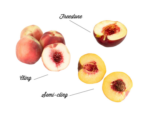Cling Peaches vs. Freestone Peaches: What’s the Difference? - The FruitGuys