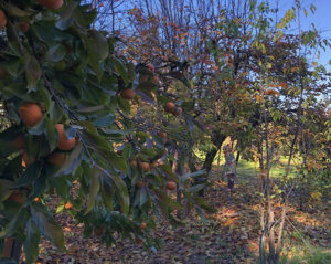 Meet Earthseed: A California Fruit Farm in Harmony with Nature - The ...