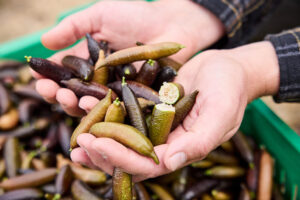 All About the Australian Finger Lime - The FruitGuys