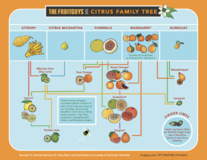 Where Do Citrus Fruits Come From? Check the Family Tree! - The FruitGuys