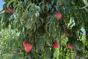 Are Peaches a Citrus? A Farmer Weighs In - The FruitGuys