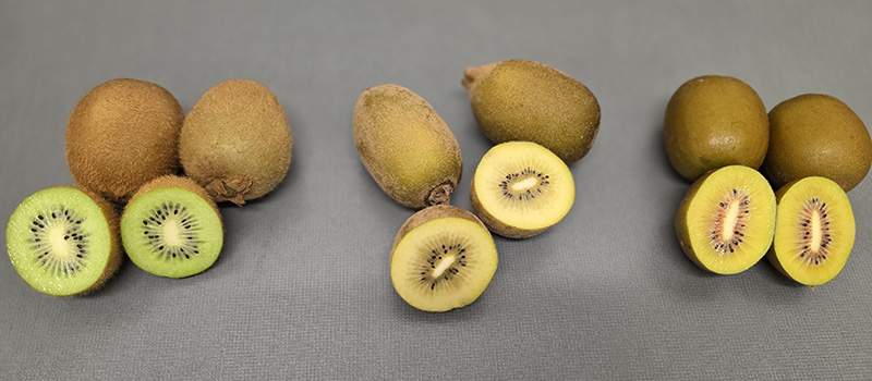 Your Red Kiwi Guide: How It Compares to Its Colorful Cousins - The ...