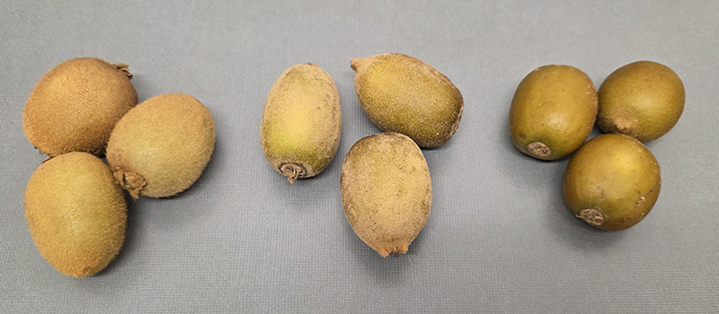 Your Red Kiwi Guide: How It Compares to Its Colorful Cousins - The ...