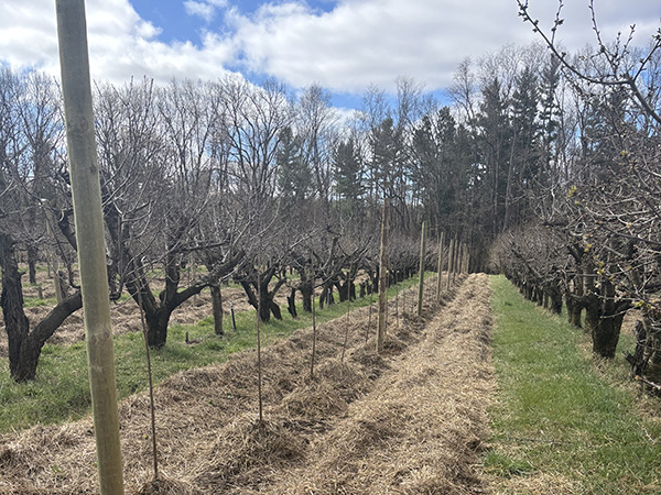 Fresh From the Midwest: Lehman's Orchard Grows Sweet Apples and More ...