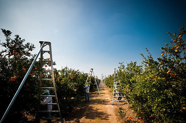 Meet the Family Farm Bringing Exotic Fruit to The FruitGuys’ Boxes ...